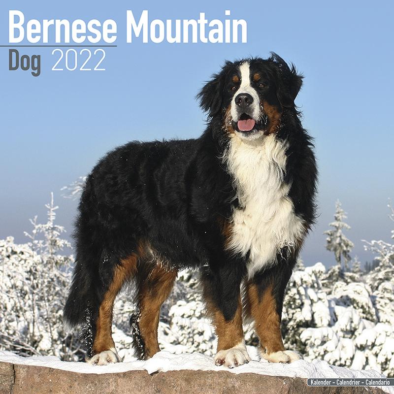 Berner Sennenhund Kalender 2022 | Nettdyret